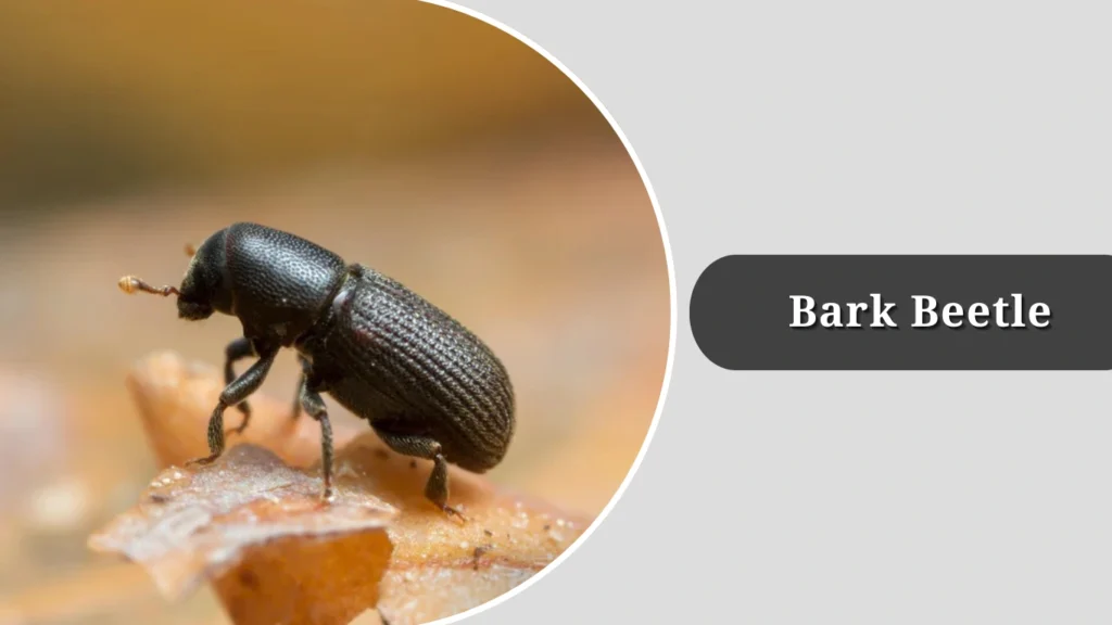 23 Common Insects that found in California: Identification with Pictures