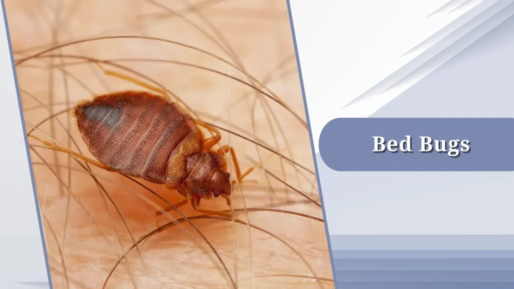 10 Common Tiny Black Insects in House: (ID with Pictures)
