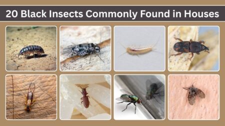 20 Black Insects Commonly Found in Houses: Identification & Control