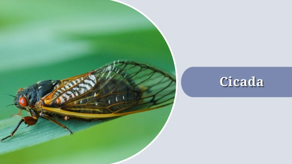 15 Types of Green Insect with Wings: Identification with Pictures