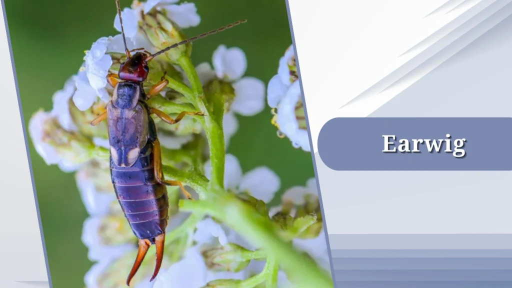 20 Common Insects that Found in UK: Identification with Pictures