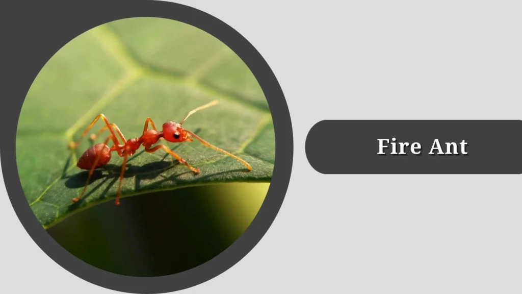 23 Common Insects that found in Australia: Identification with Pictures