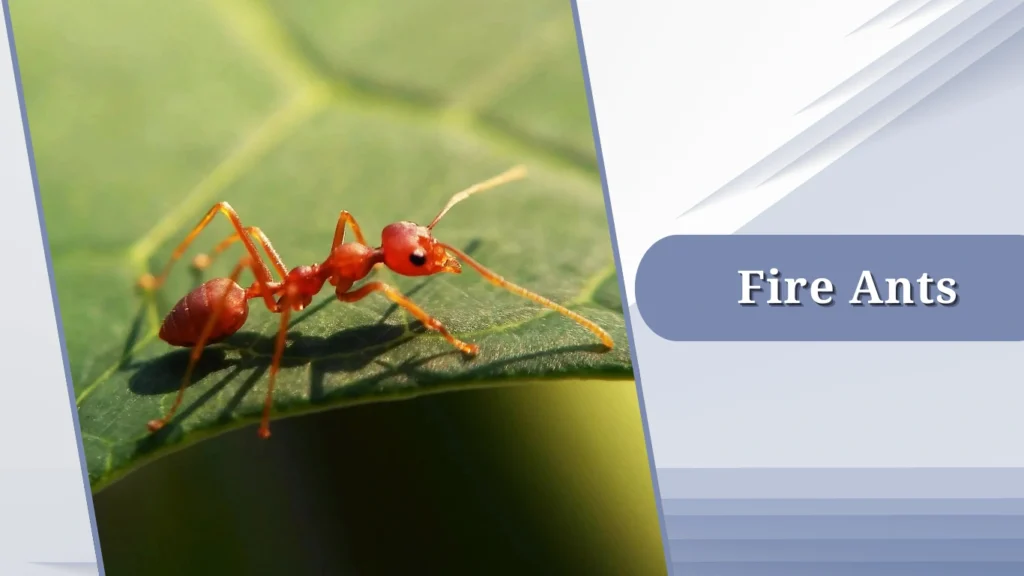 15 Most Dangerous Insects in the World: Identification & Risk