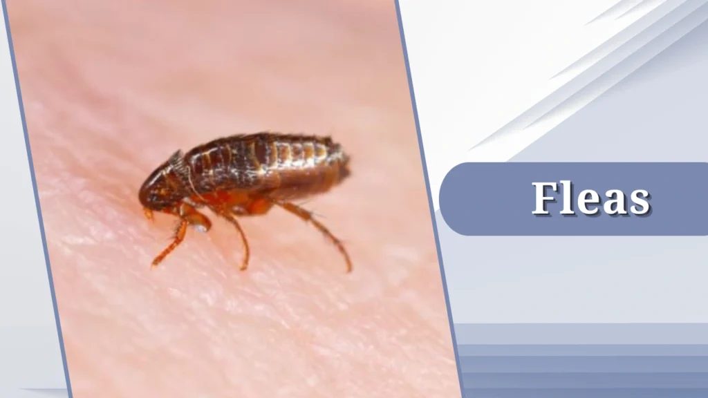 10 Common Tiny Black Insects in House: (ID with Pictures)