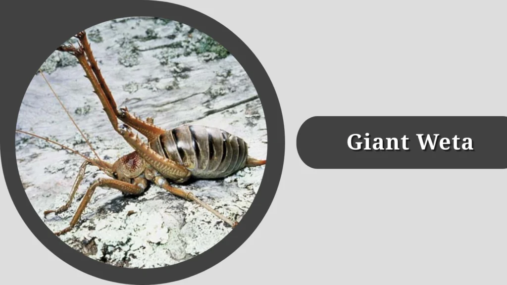 13 Strongest Insects in the World: Identification with Pictures