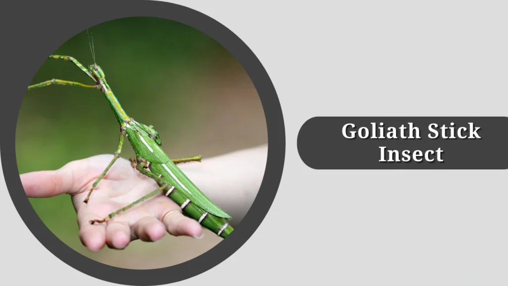 23 Common Insects that found in Australia: Identification with Pictures