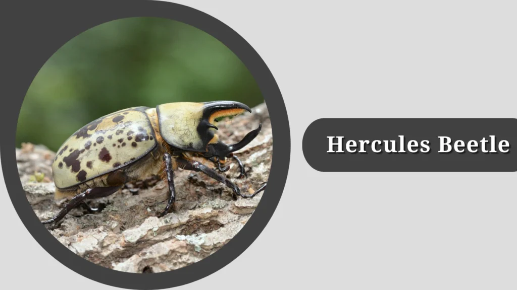 13 Strongest Insects in the World: Identification with Pictures