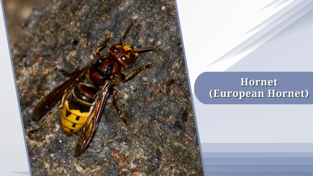 20 Common Insects that Found in UK: Identification with Pictures
