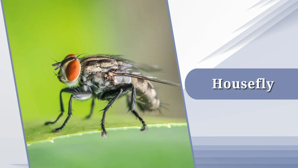 15 Most Dangerous Insects in the World: Identification & Risk