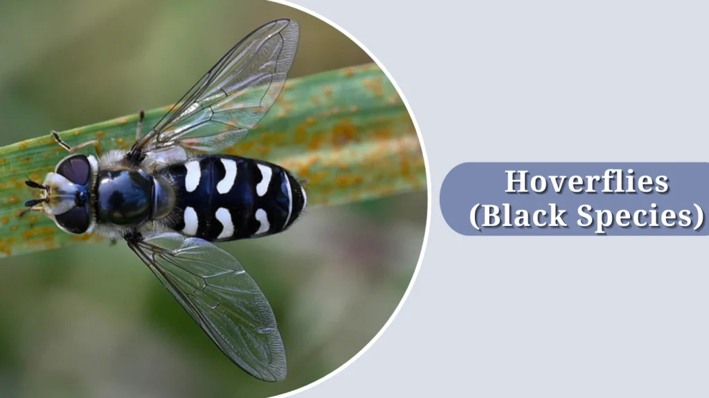 13 Small Black Insects with Wings: Identification with Pictures