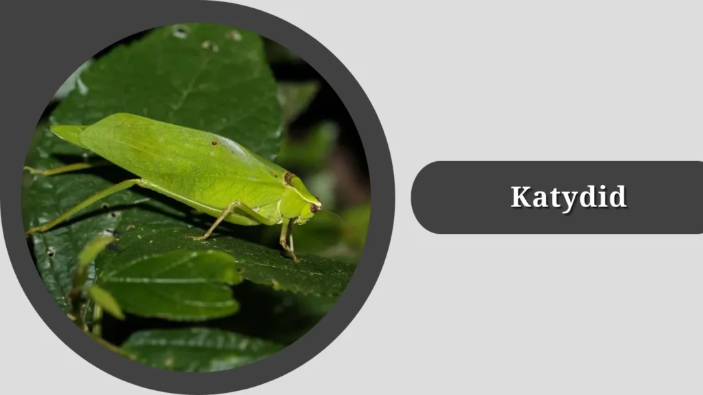 23 Common Insects that found in Australia: Identification with Pictures