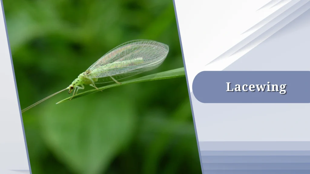 23 Cute Insects in The World: Identification with Pictures