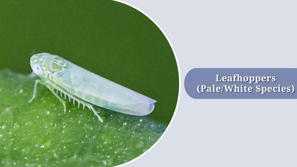 12 Tiny White Flying Insects: Identification with Pictures