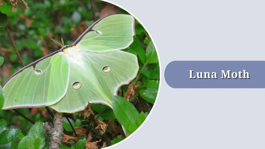 15 Types of Green Insect with Wings: Identification with Pictures