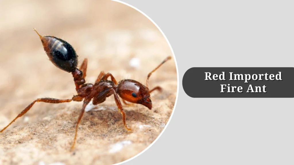 23 Common Insects that found in California: Identification with Pictures
