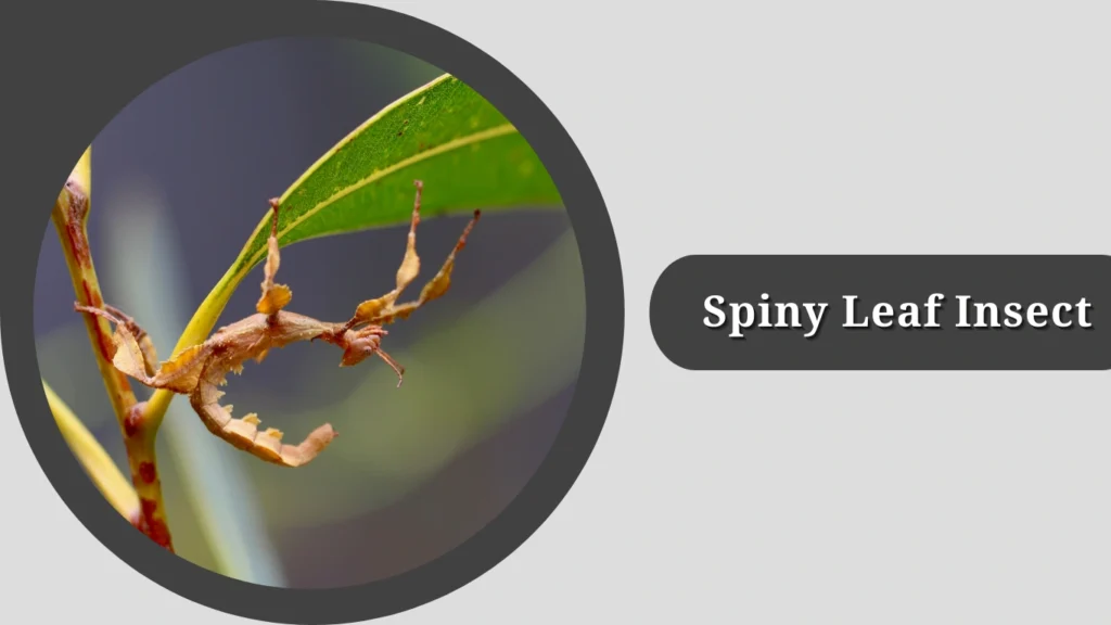 23 Common Insects that found in Australia: Identification with Pictures