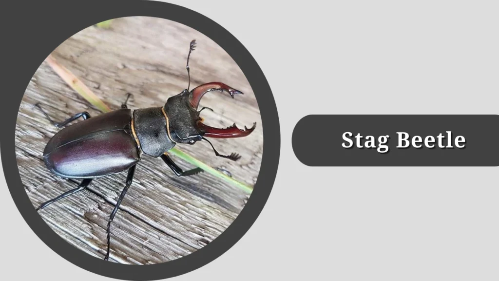 13 Strongest Insects in the World: Identification with Pictures