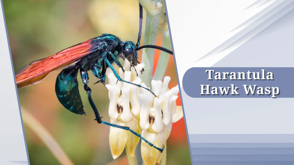 15 Most Dangerous Insects in the World: Identification & Risk