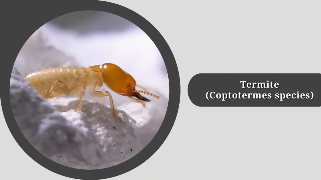 23 Common Insects that found in Australia: Identification with Pictures