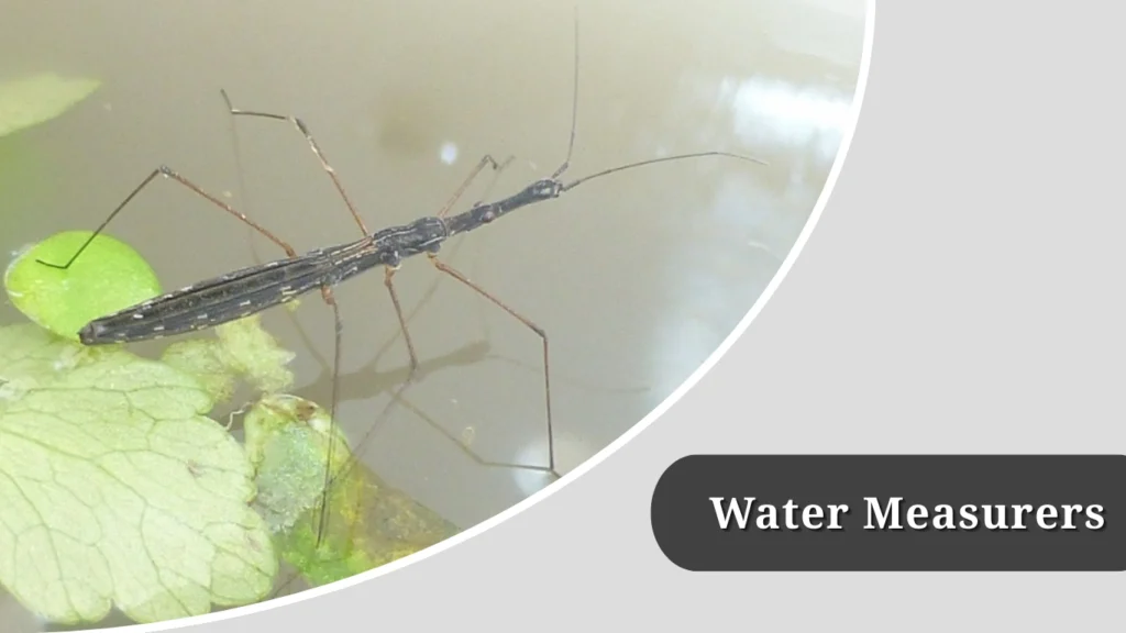 15 Insects That Live in Water: Identification with Pictures