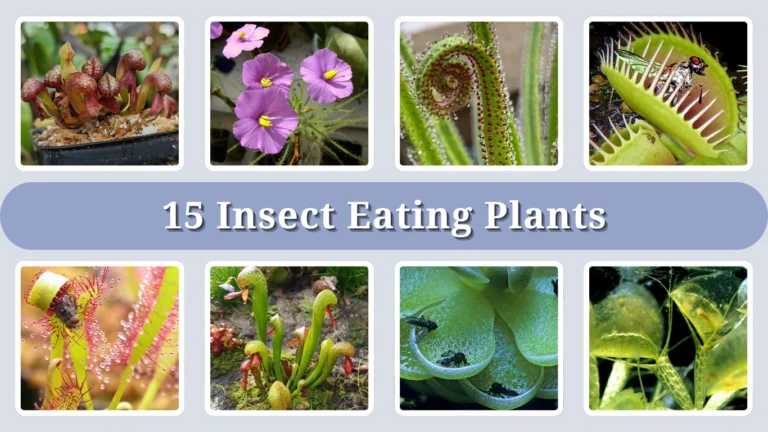 15 Insect Eating Plants: Identification and Feeding process