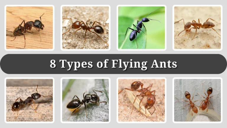 8 Types of Flying Ants: Identification, Behavior, and Habitats
