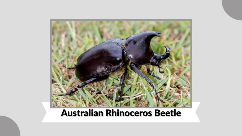 13 Types of Rhinoceros Beetle: Identification, Risk, Diet & Lifecycle