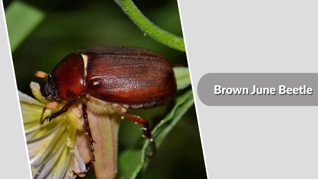 15 Types of June Bug: Habitat, Behaviors, Identification with Pictures