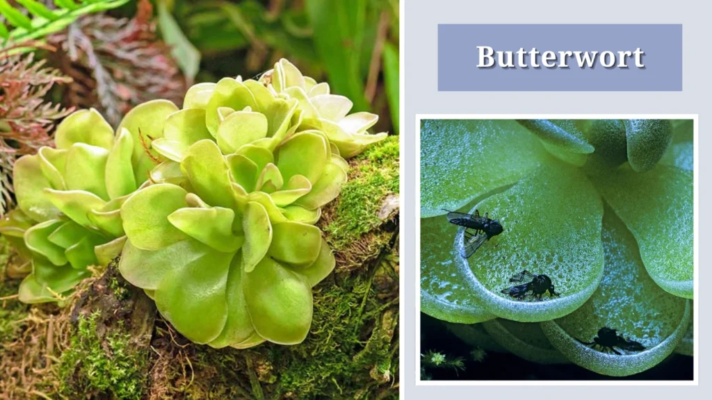 15 Insect Eating Plants: Identification and Feeding process