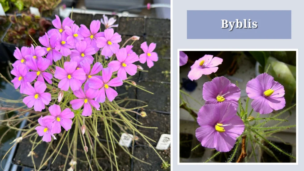 15 Insect Eating Plants: Identification and Feeding process