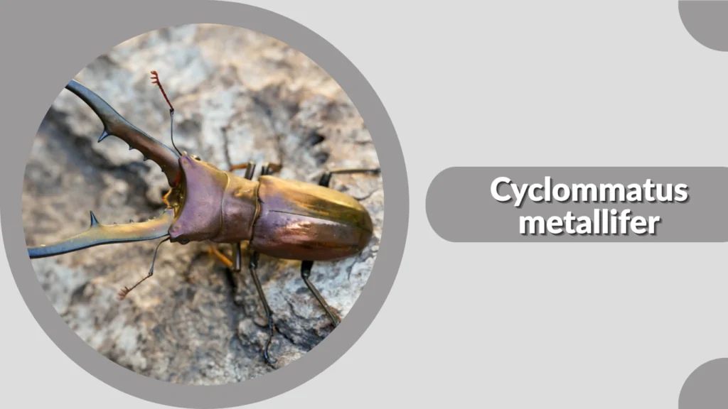 17 Types of Common Stag Beetle: Identification with Pictures