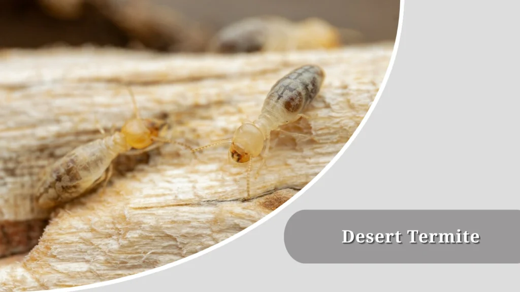 25 Common Types of Termites: Identification with Pictures
