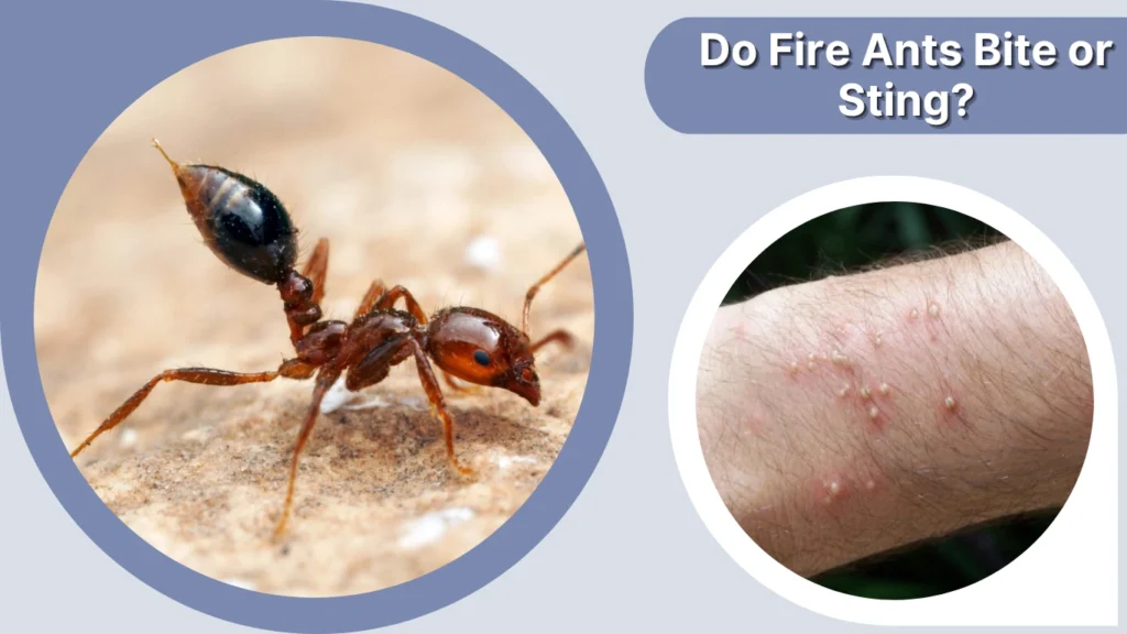 Fire Ant Bites: Identification, Symptoms, and Effective Treatments