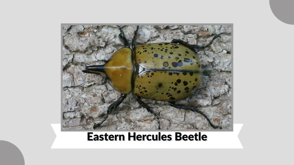 13 Types of Rhinoceros Beetle: Identification, Risk, Diet & Lifecycle