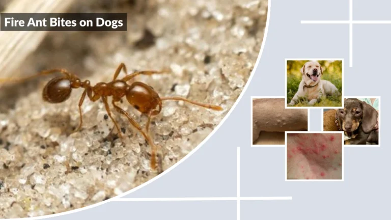 Fire Ant Bites on Dogs: Symptoms, Treatment, and Prevention