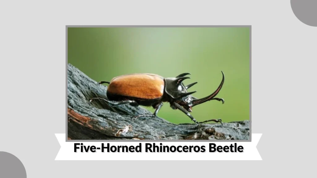 13 Types of Rhinoceros Beetle: Identification, Risk, Diet & Lifecycle