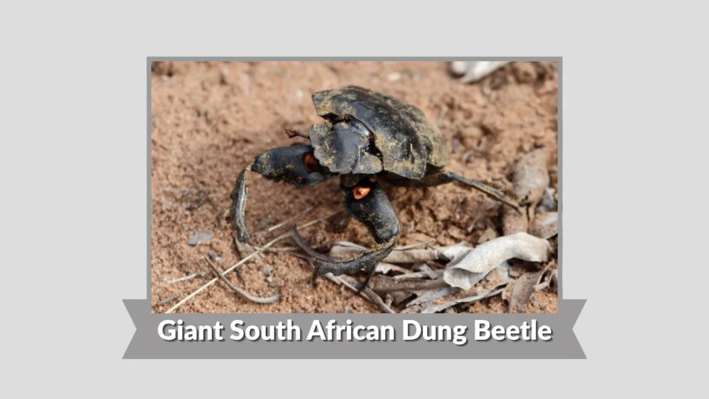 25 Types of Dung Beetle: Identification with Pictures