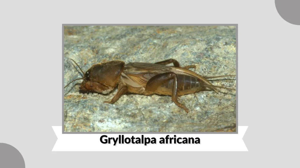 13 Types of Mole Cricket: Identification with Pictures
