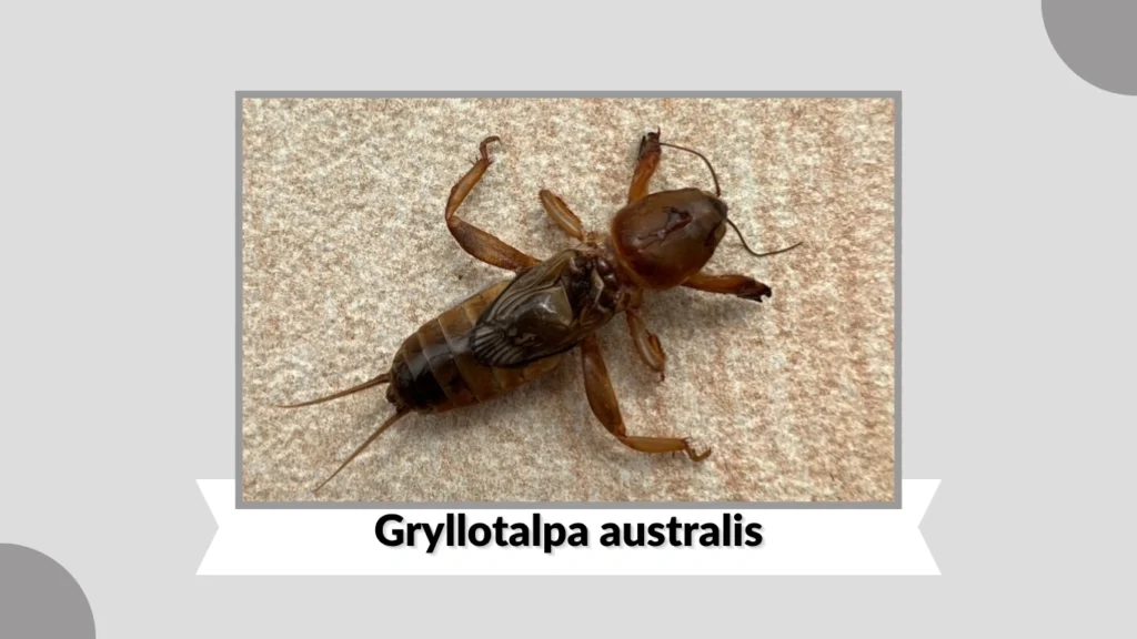 13 Types of Mole Cricket: Identification with Pictures