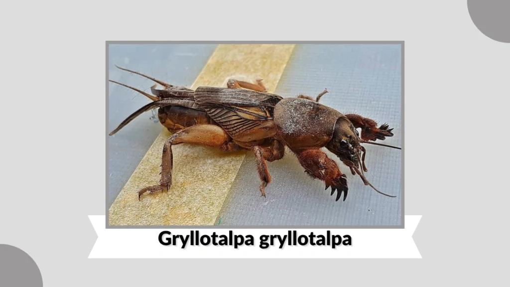 13 Types of Mole Cricket: Identification with Pictures