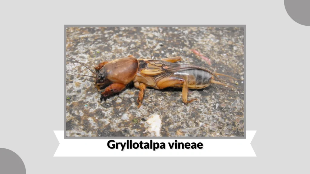 13 Types of Mole Cricket: Identification with Pictures