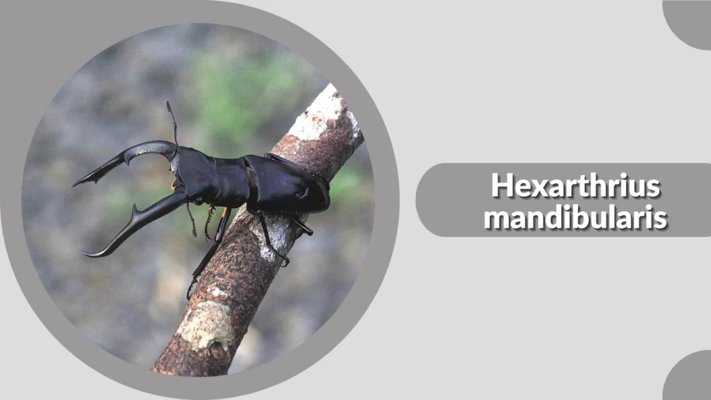 17 Types of Common Stag Beetle: Identification with Pictures