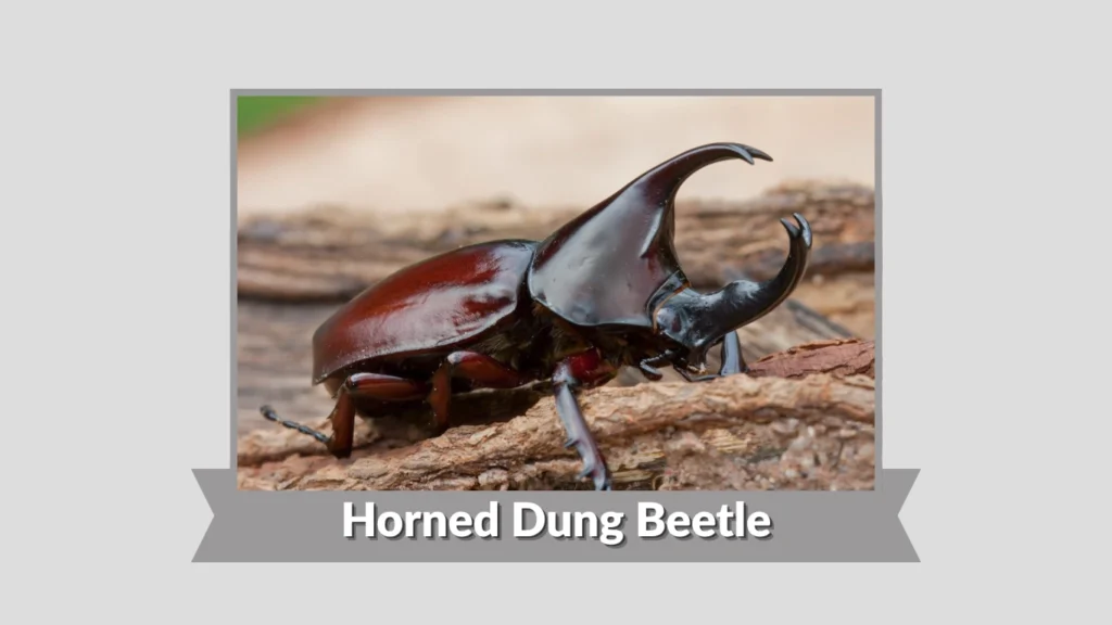 25 Types of Dung Beetle: Identification with Pictures