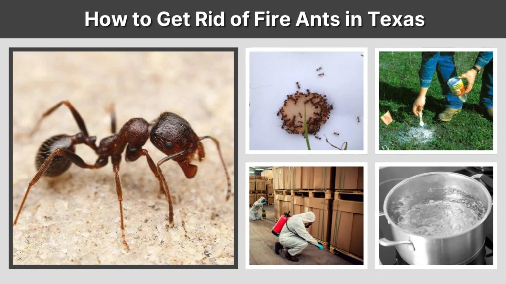 Fire Ants in Texas: Identification, Dangers, and Control Guide