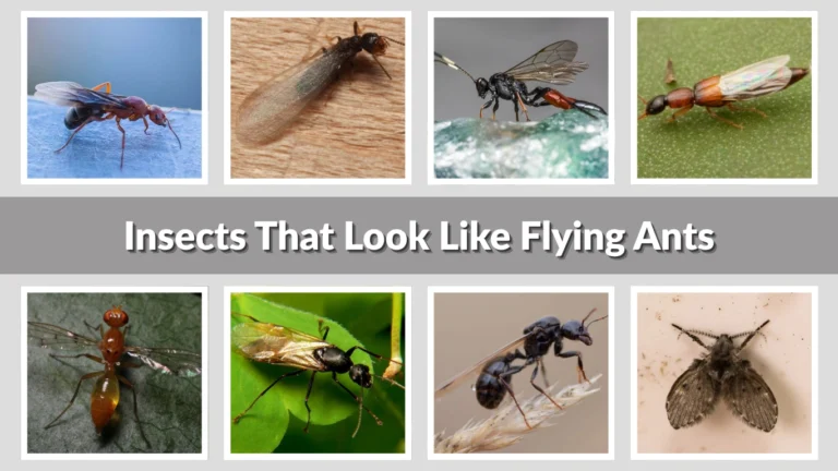 Insects That Look Like Flying Ants: Identification, Causes, and Control