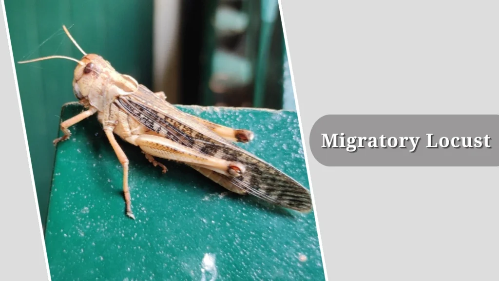19 Types of Locusts: Identification, Habitat, and Behavior