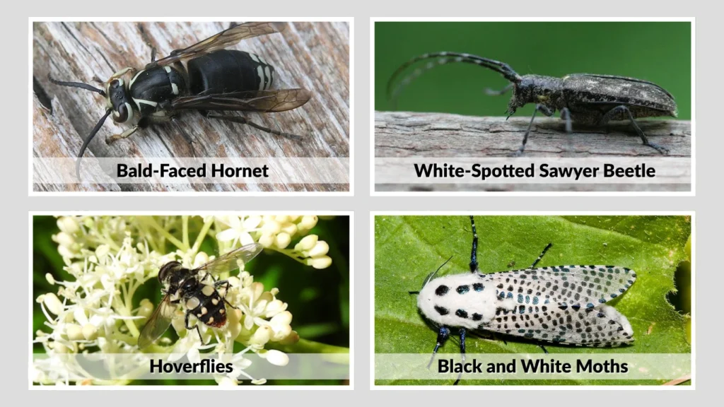 Black and White Flying Insects: Identification, Types, and Behavior