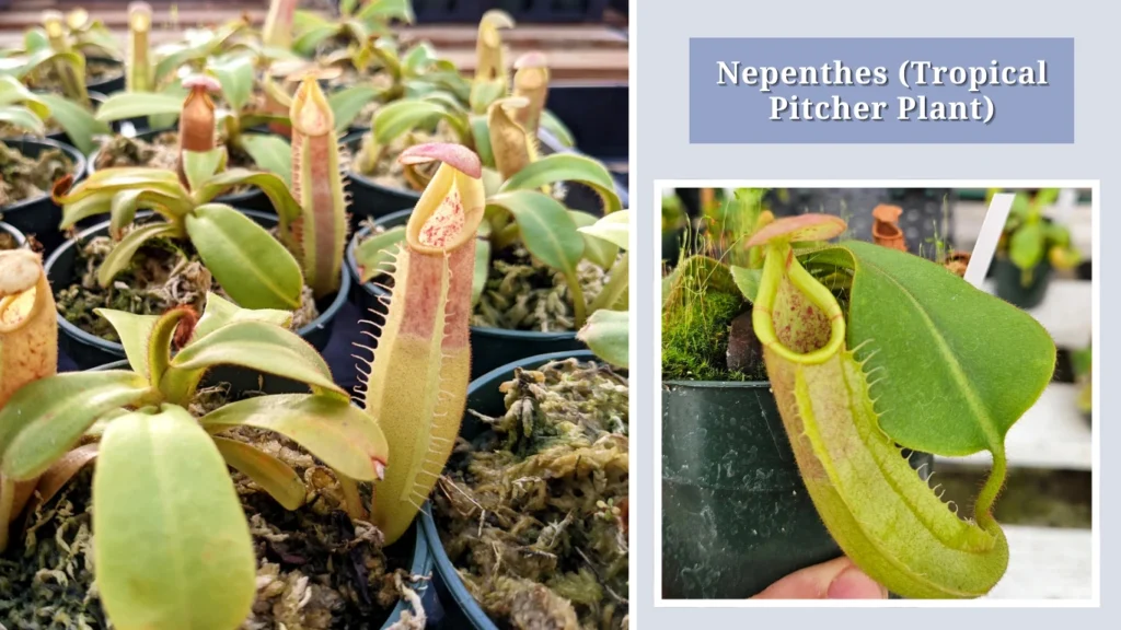 15 Insect Eating Plants: Identification and Feeding process