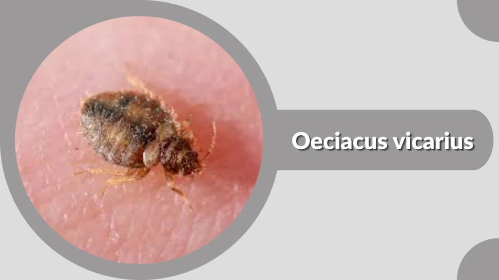 17 Types of Bed Bug: Identification, Bite, Risk and Habitat