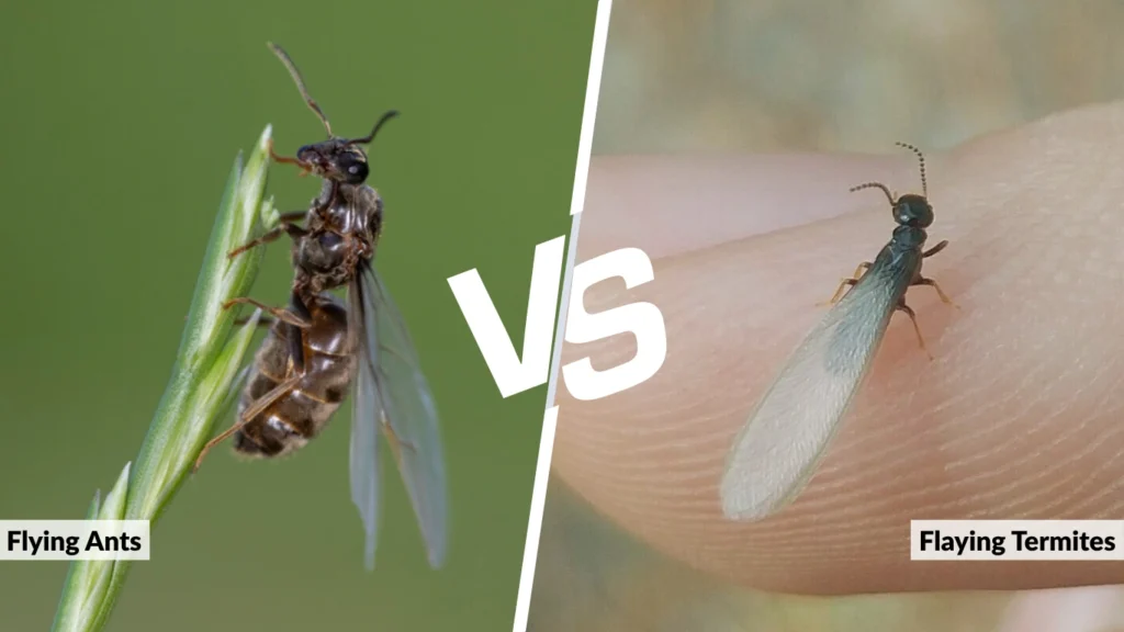 Flying Ants vs Termites: Identification, Differences, and Control